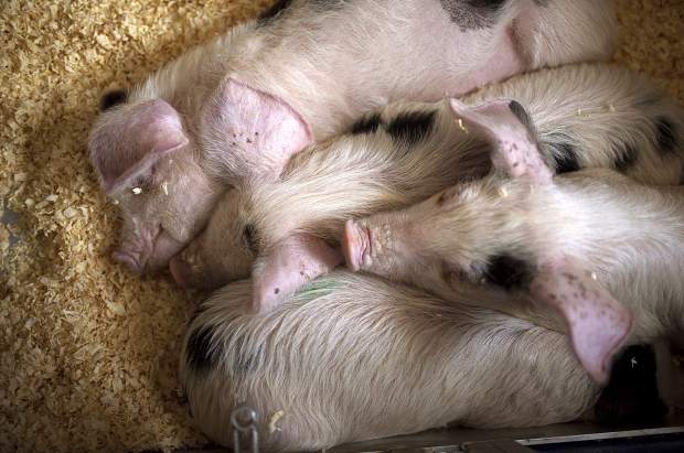 Photo essay: Pig races hit the track in Frisco | SummitDaily.com